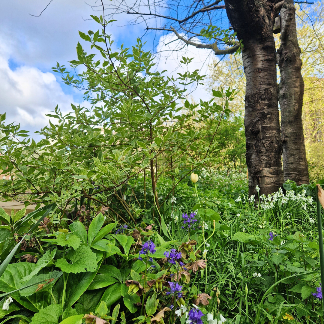 Have Your Say: Community Consultation at Waterloo Millennium Green ...